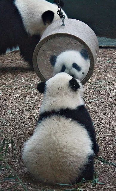 ANIMALS TIME : Panda (Gallery 5)