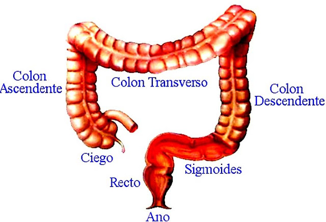 CONCEPTOS BÁSICOS DE ANATOMÍA. Capitulo 5 : el aparato digestivo