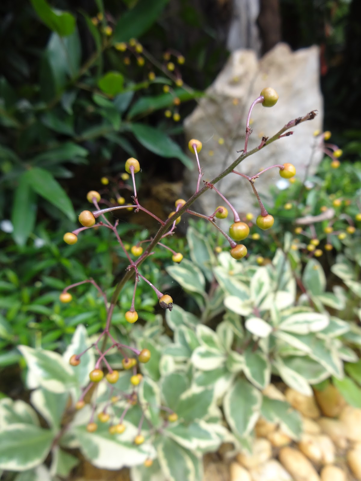 Herbs from Distant Lands: Talinum triangulare - Philippine Spinach ...