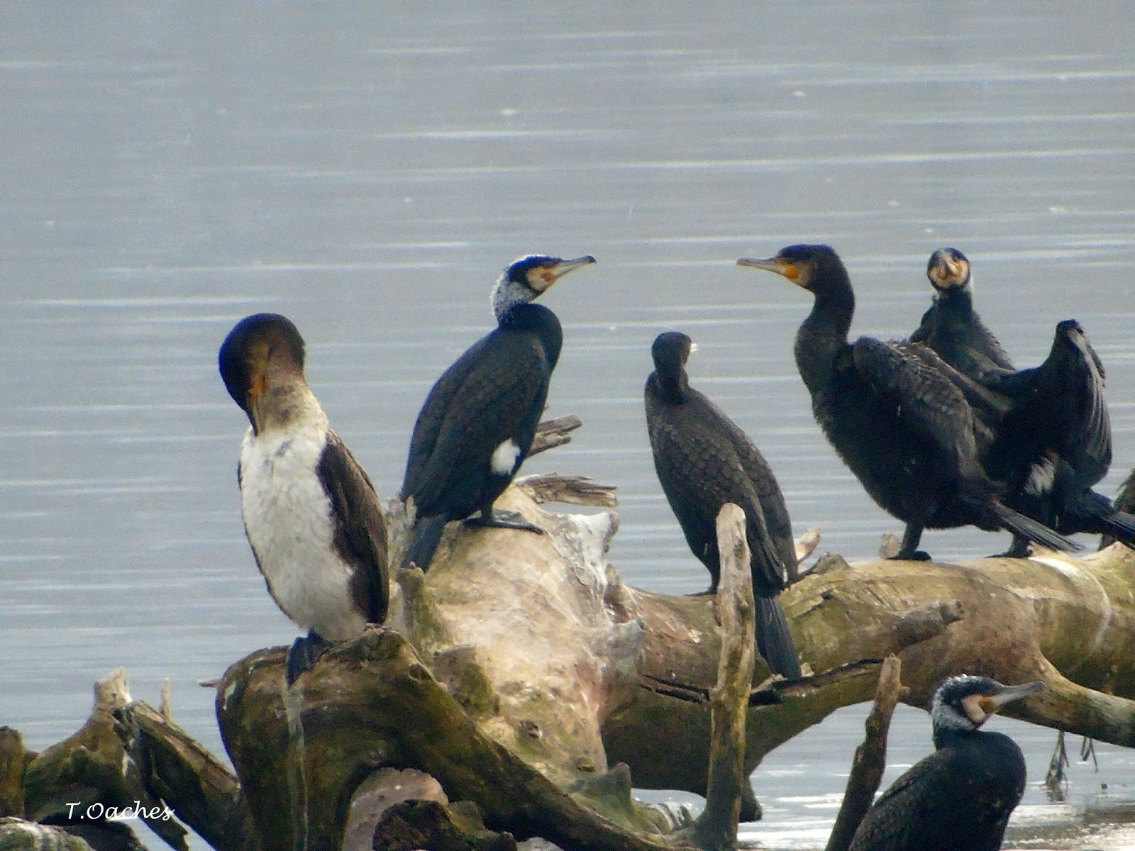 PASARI DIN ROMANIA: CORMORAN MARE, Phalacrocorax carbo