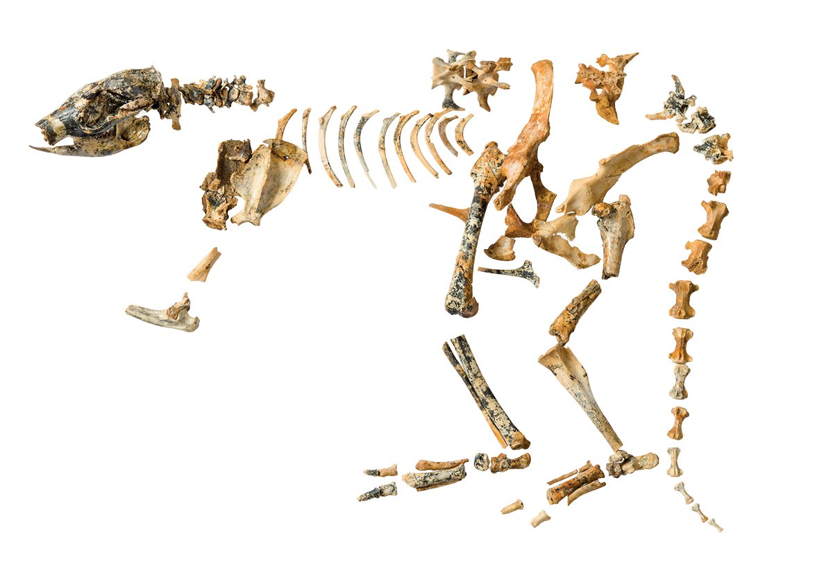 Blogorgonopsid: Evoluce klokanů