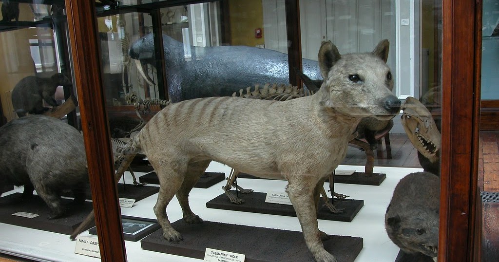 Thylacine : Why did the Tasmanian wolf became extinct?