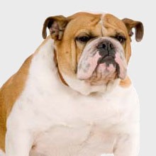 El perro Bulldog | Perros callejeros