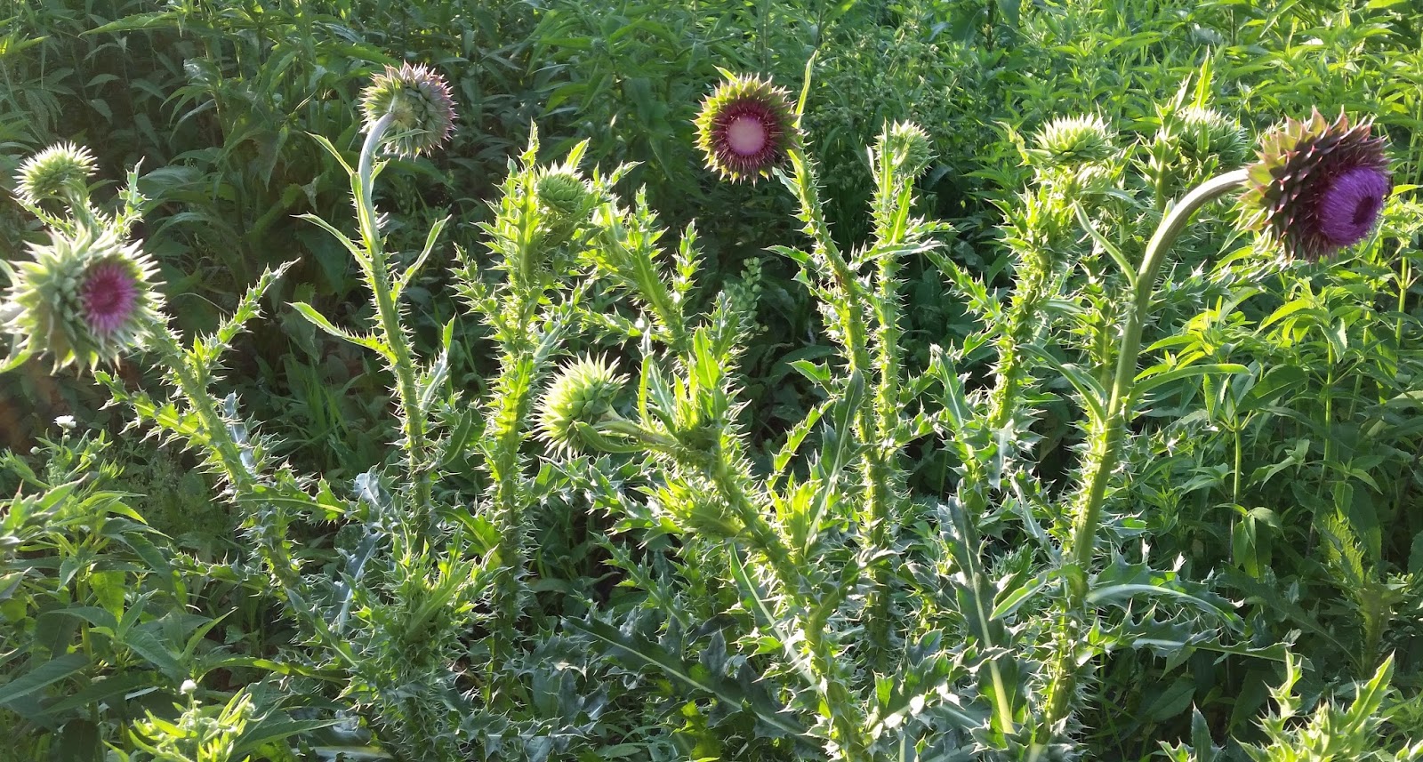 prairiecommunity: Restoring Bottomland Prairie, May-June 2016 ...