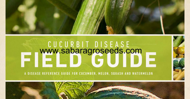 [EBOOK] CUCURBIT DISEASE FIELD GUIDE (A DISEASE REFERENCE GUIDE FOR ...