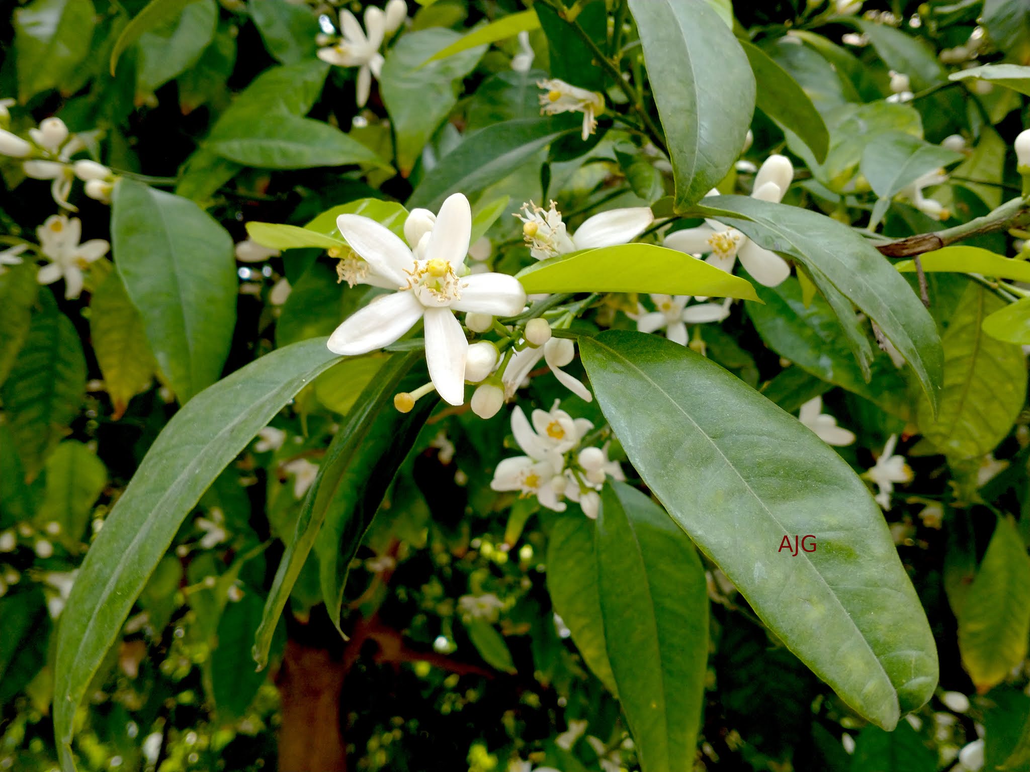 En Busca del Hada Azul: Azahar en tiempos de coronavirus