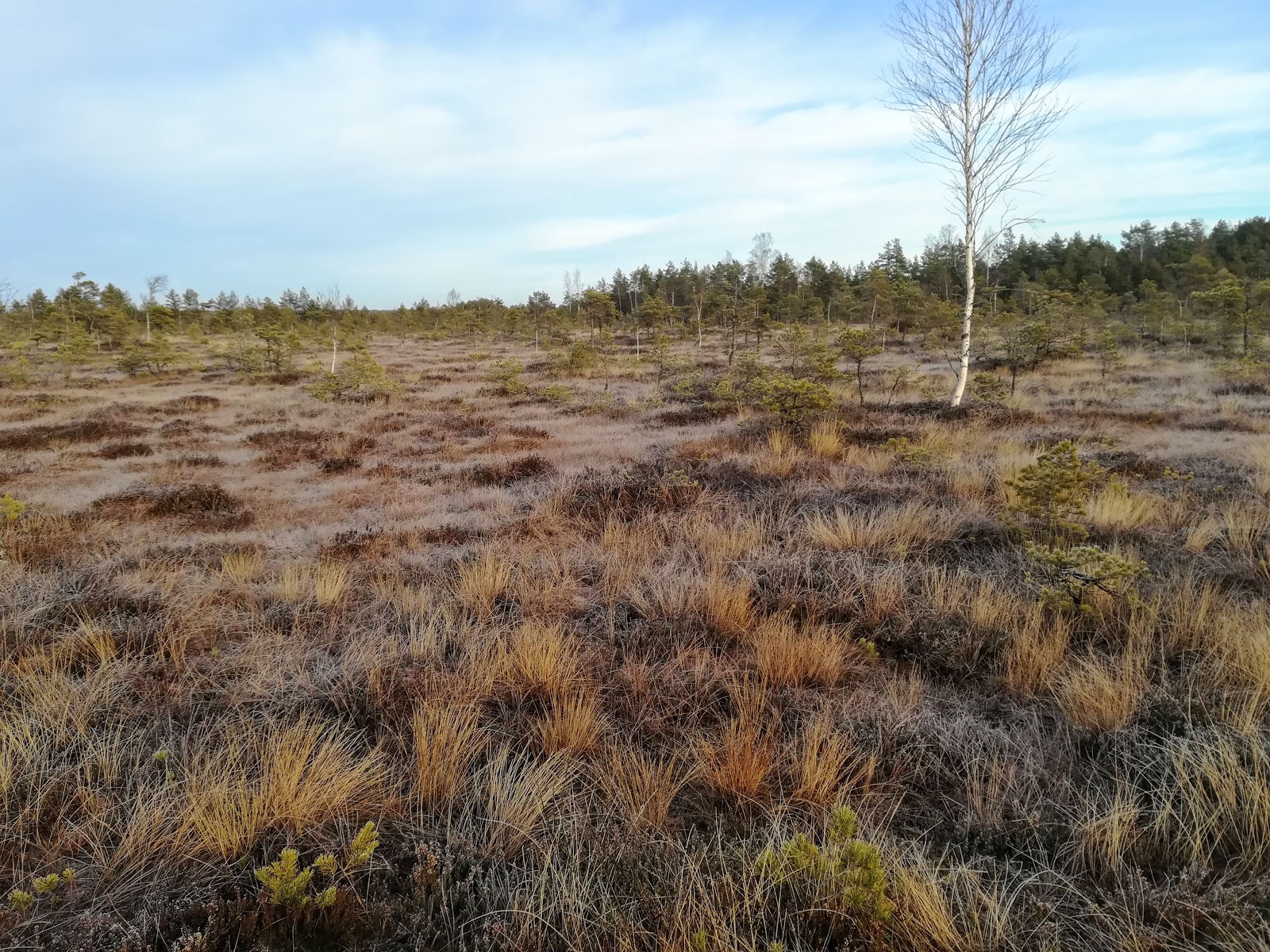 Rohtaias.: Mukri raba