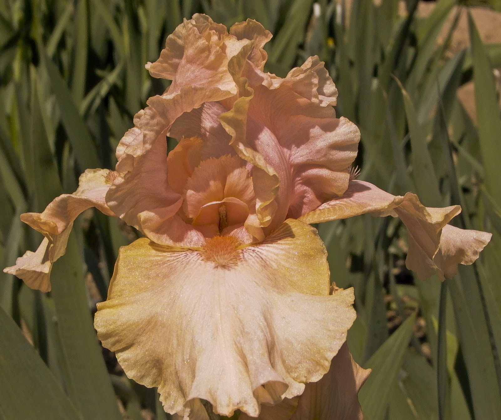 Walking Arizona: February 2011