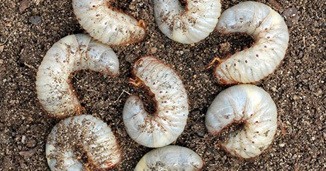 Rob's Blog: NRL Grub Rankings - Official 2019 Update