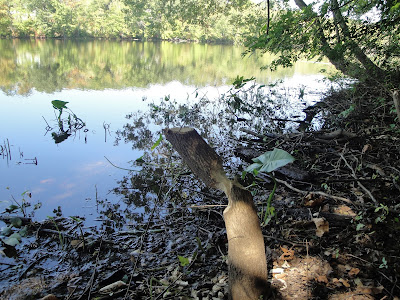 The Pringle Plan: Shetucket River Walktober 2019