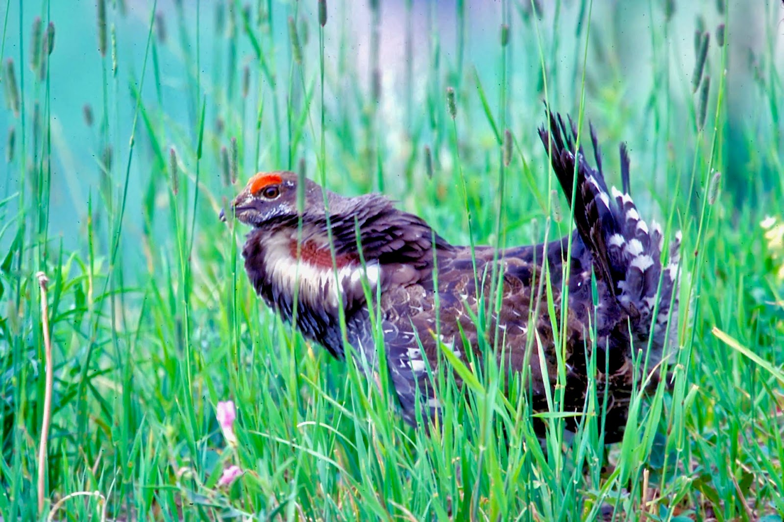 The Azure Gate: Ground Birds: Grouse and Pheasants