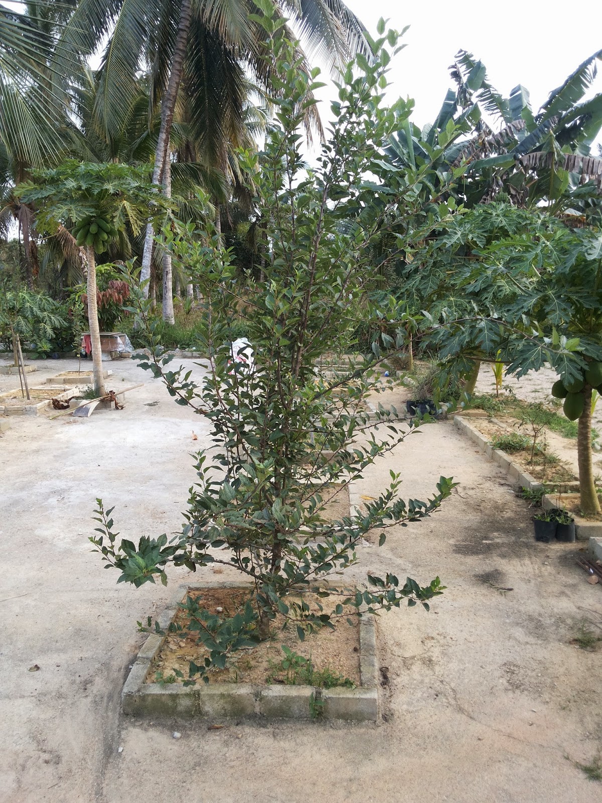 Mohd Sobri Hussin: Benih Pokok Apple