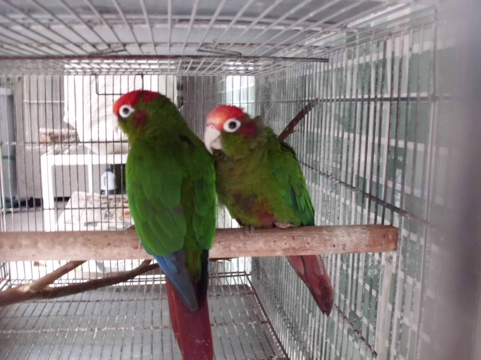 Pyrrhuras Brasil: Pyrrhura Rohdocephala