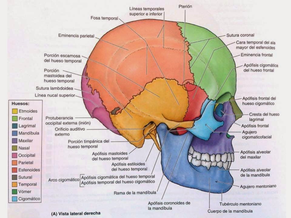 MORFOFISIOLOGIA I: ANATOMÍA