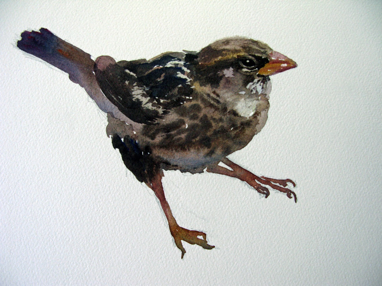 In a Fresh Foursquare: Sparrow Study
