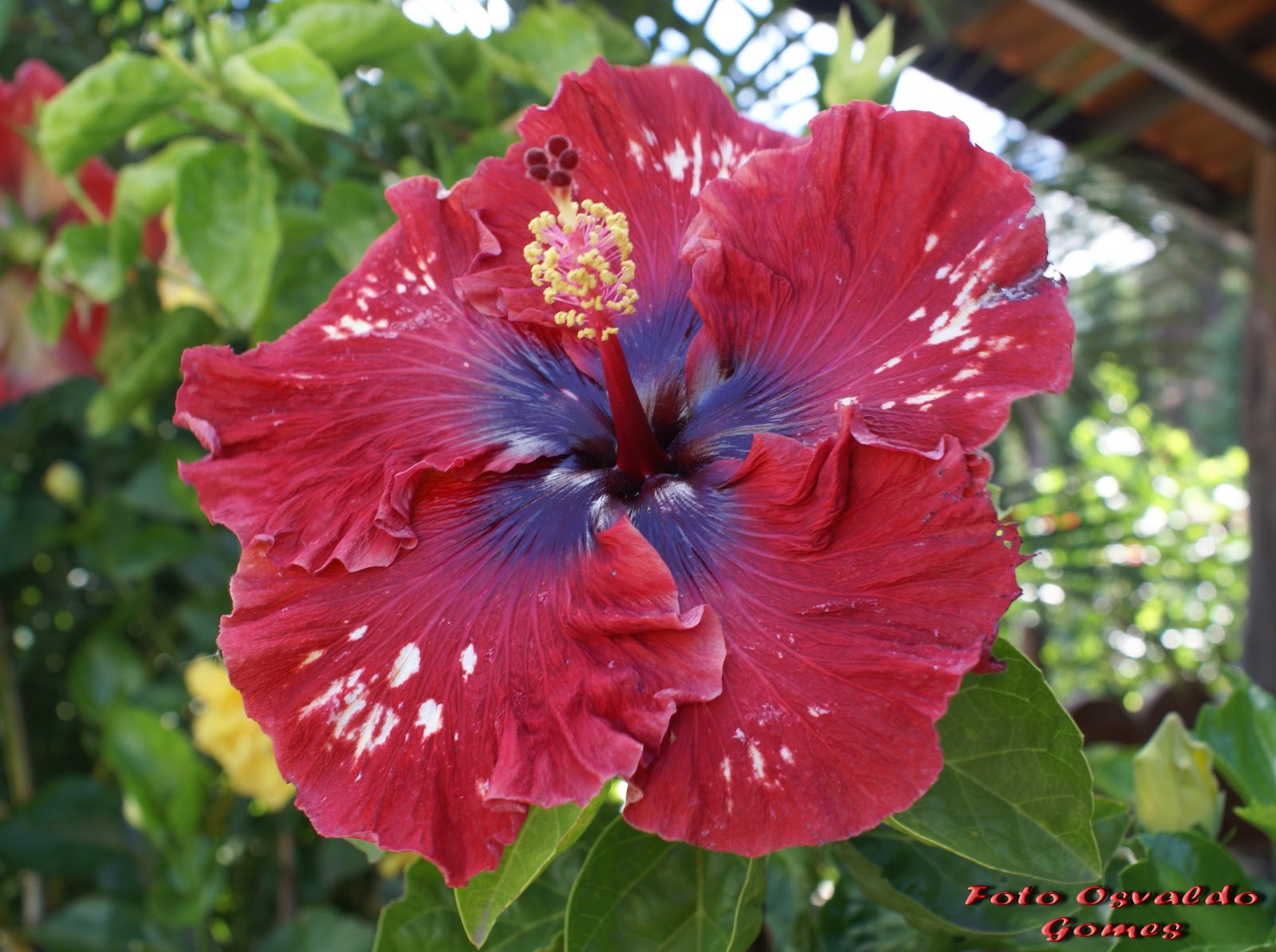 Álbum de Fotos: Fotos de Hibisco
