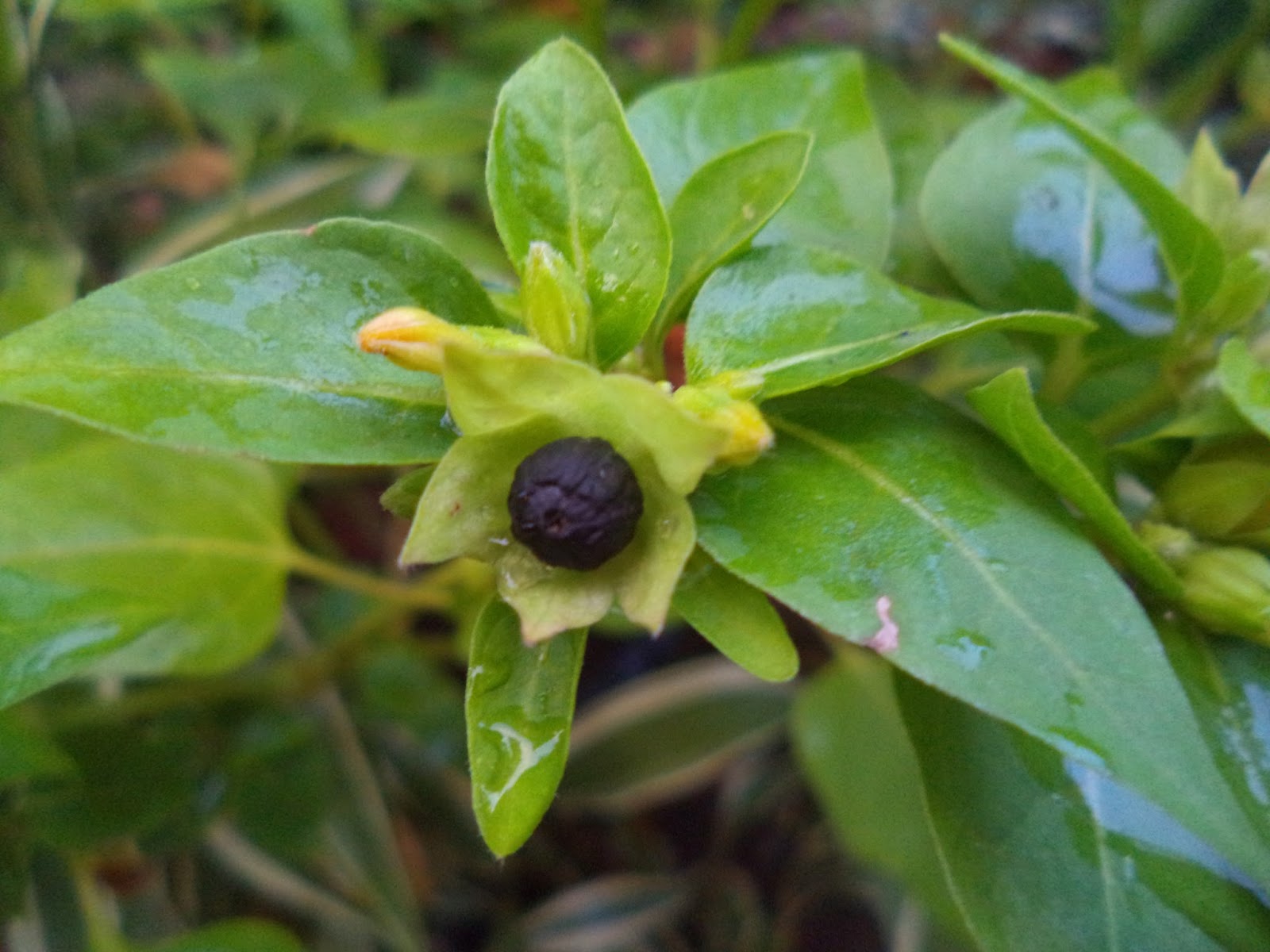 Sebuah Kumpulan Foto