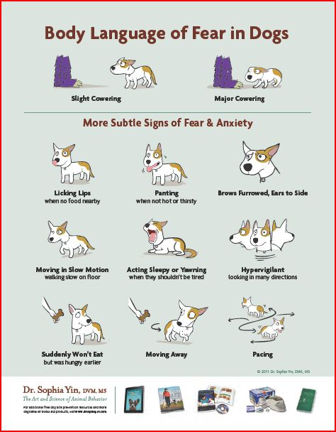 Sussex County Dog Training: Body Language of Fear in Dogs