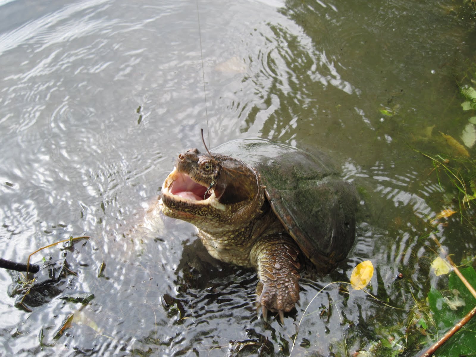 Rhode Island Carp Fishing: Turtles, Carp and Doughballs