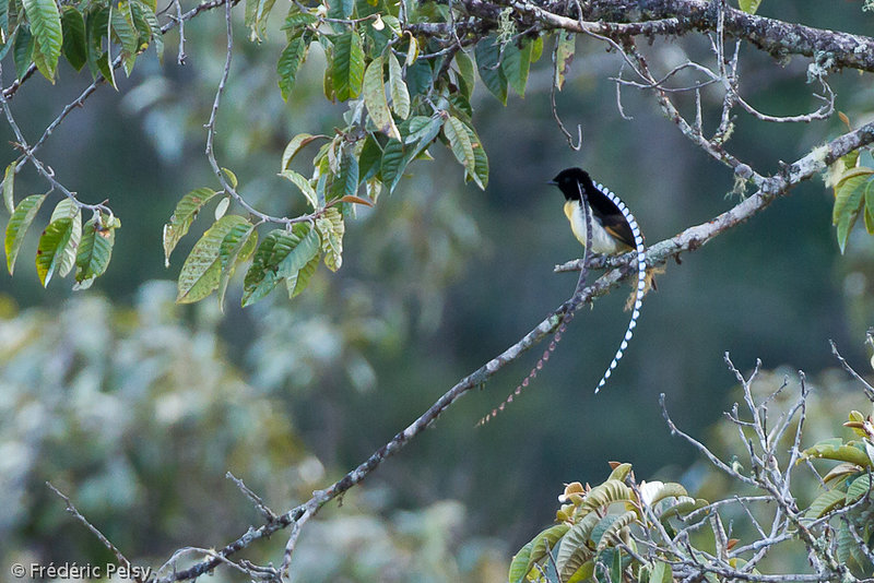 ANIMALS TIME : The Best 10 King of Saxony bird of paradise Pics