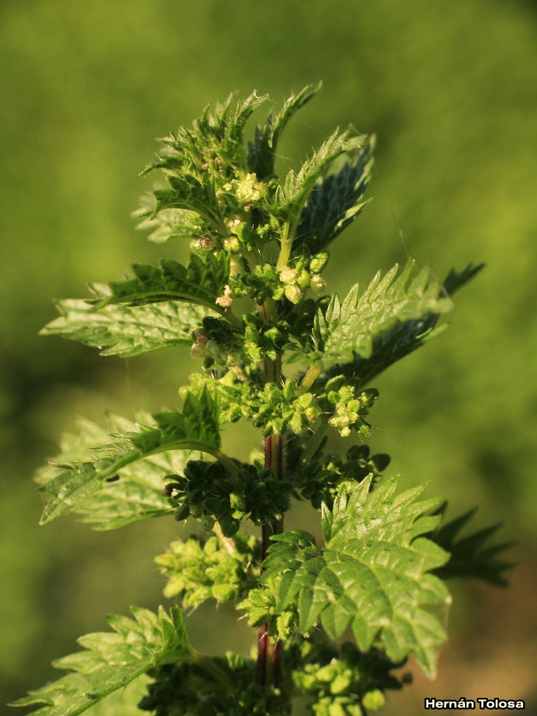 Flora Bonaerense: Ortiga menor (Urtica urens)