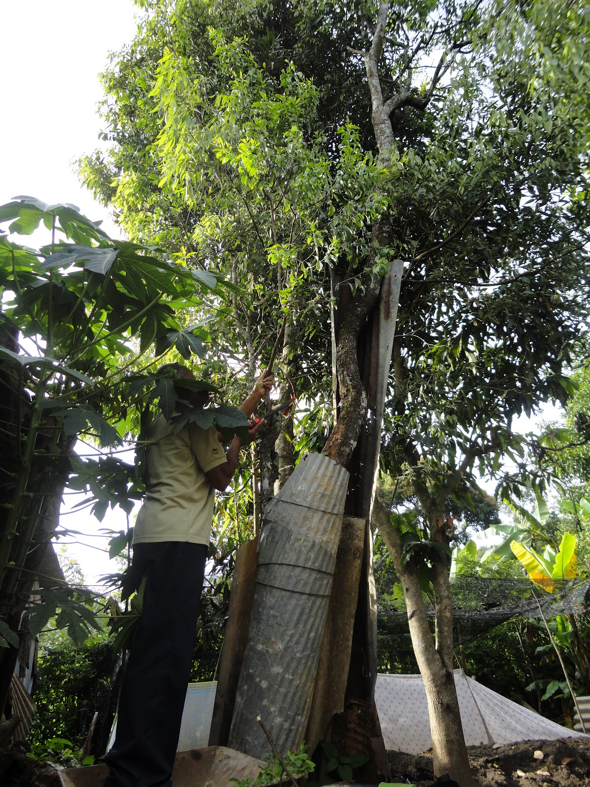 Sandalwood Information - Sri Lanka: August 2012