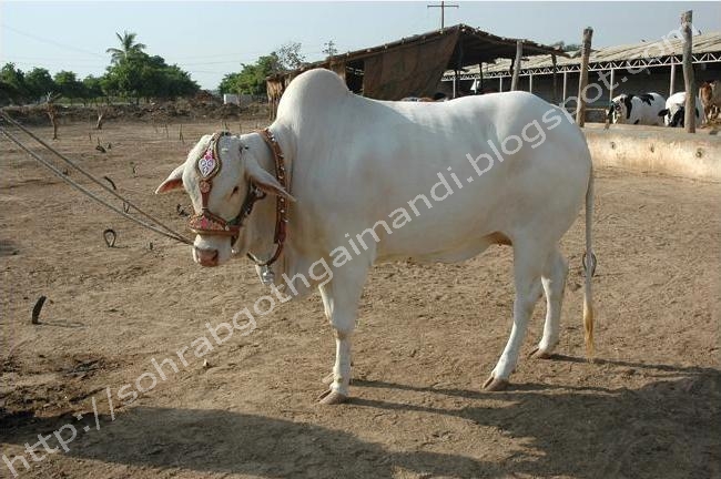 Sohrab Goth Gai Mandi Photos Gallery: Shah Cattle Farm 2007