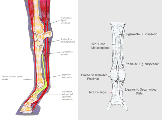 New Vet Project: EXTREMIDADES DE NUESTRO CABALLO: TENDONES Y LIGAMENTOS