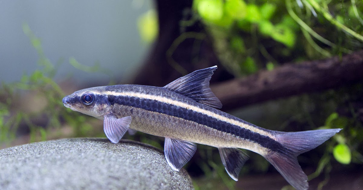 FLYING FOX ~ Everything About Fish