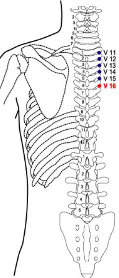 Blog Le Souffle du Menhir: V16 Du Shu/ Dū Shù 督俞 Point d’assentiment du ...