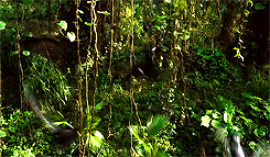 here's to never growing up :): Catching fire - jabberjay scene :P