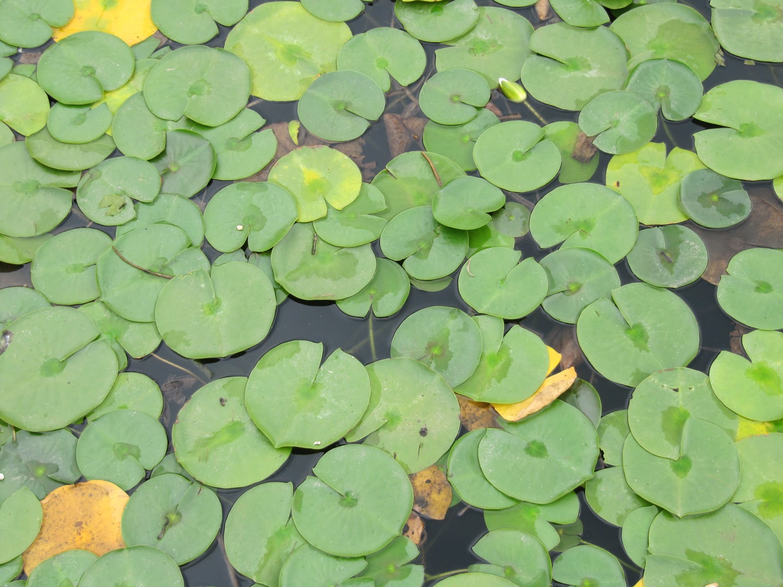 LE MAXIMUM: Plante nénuphar - photo gratuite