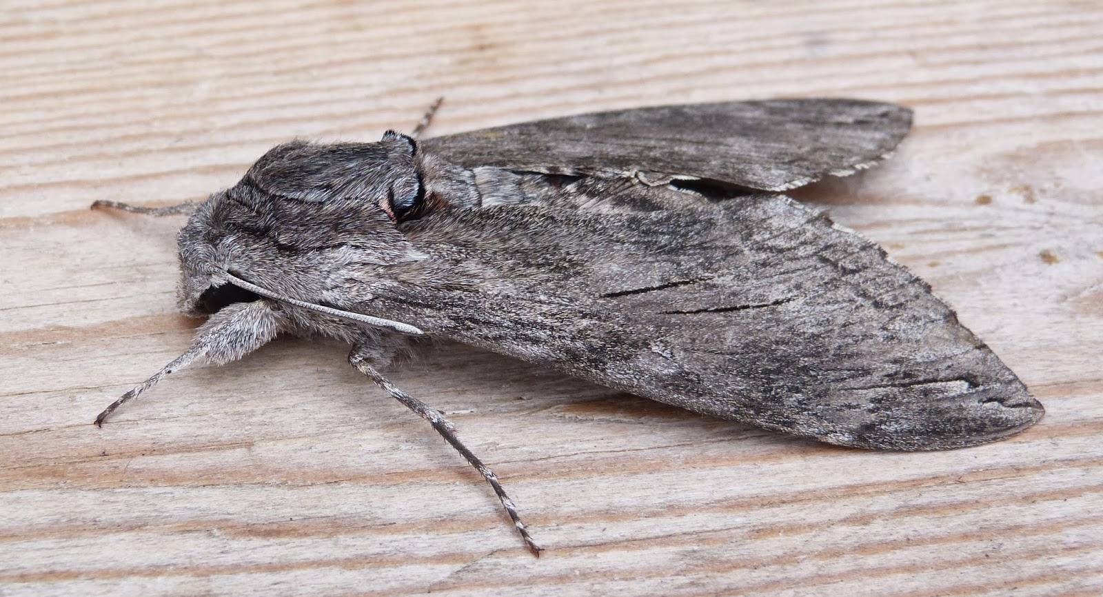 October Moth [1960] - ballfiles