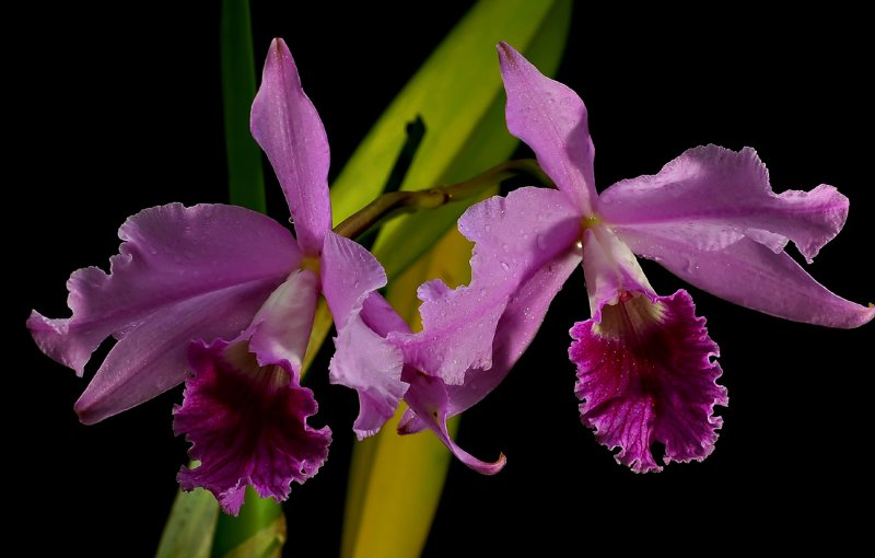Asociación Jalisciense de Orquideología: Las Cattleyas