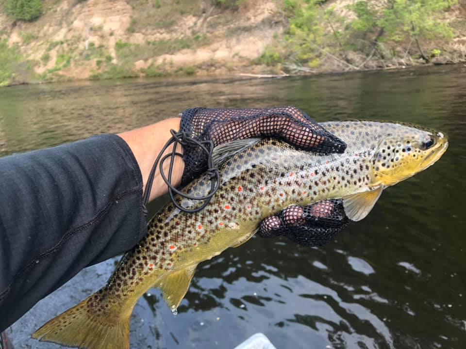 The Gray Drake mayfly hatch is here!...come experience this amazing big ...