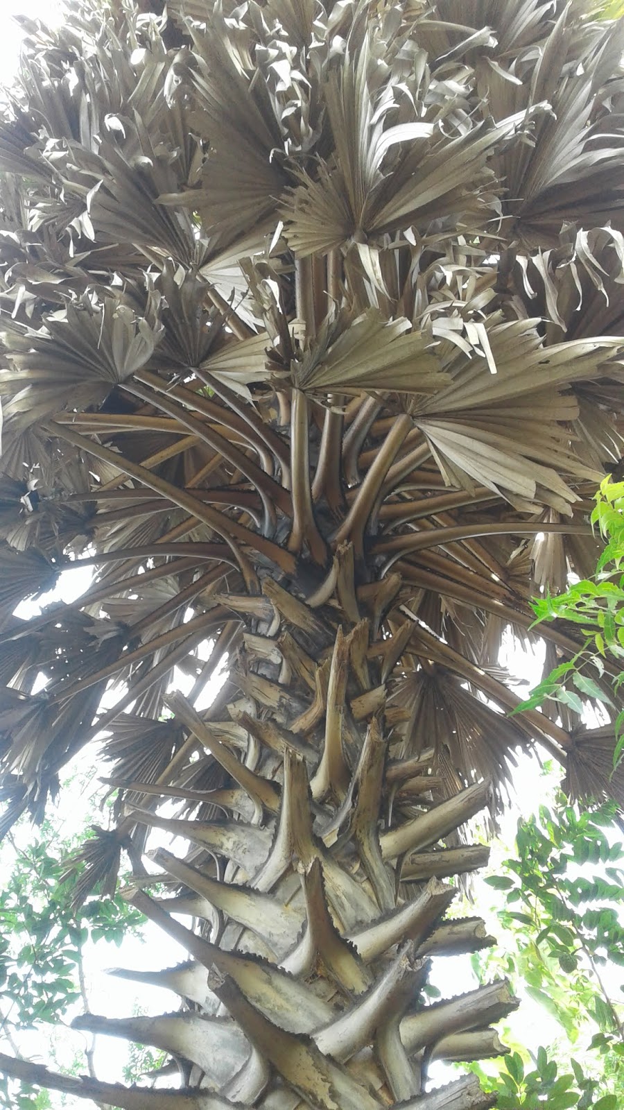 Gnanasuriabahavan Academy: பனை அழகு தோட்ட மரம் PANAI BEAUTIFUL GARDEN TREE