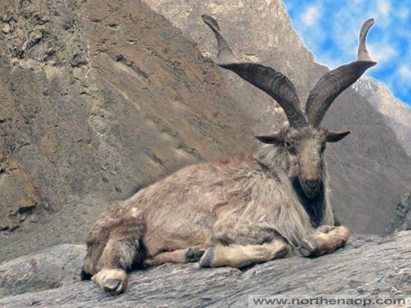 Topic of Pakistan’s national animal Markhor
