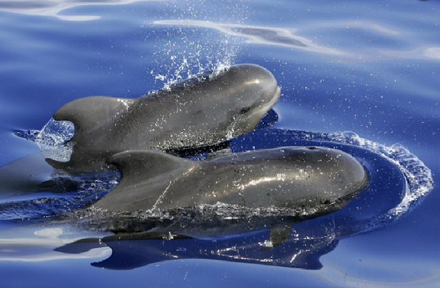 ÉRIKA MODA: CALDERÓN COMÚN Y TROPICAL (Globicephala melas y macrorhynchus)