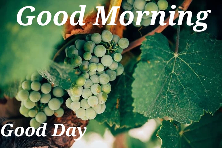 Top 10 Good Morning Images greating Pictures,Photos for Whatsapp - Good ...