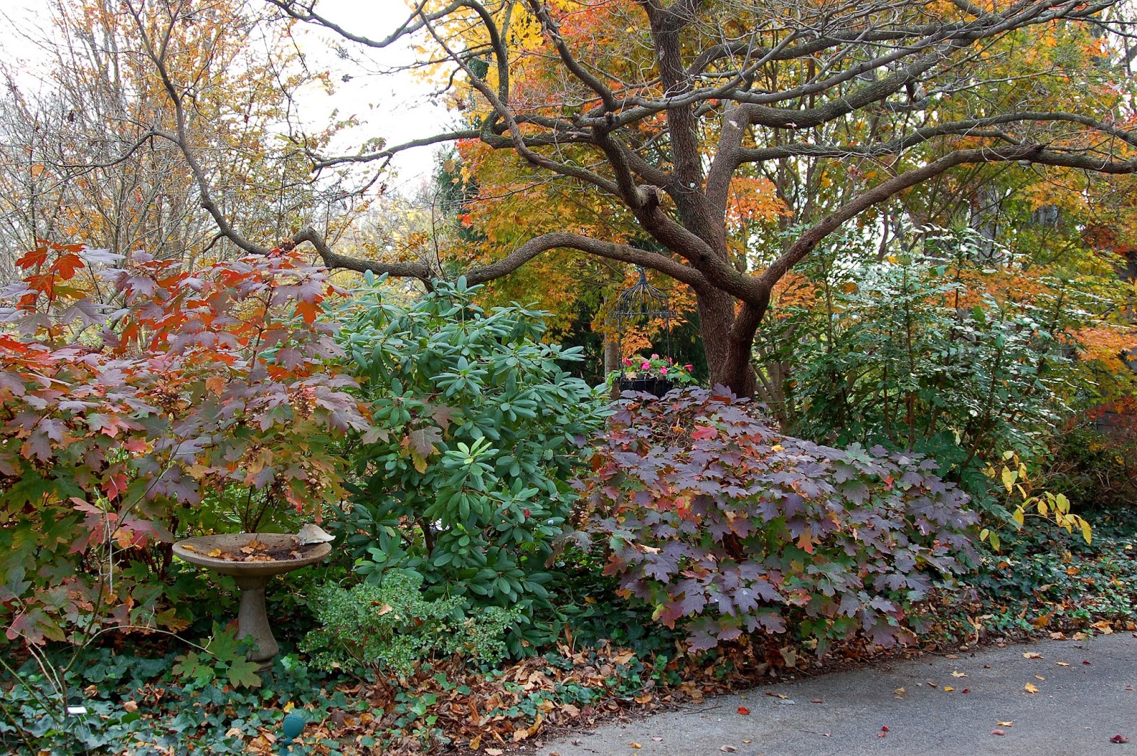 Dividing woods and lawn : r/landscaping