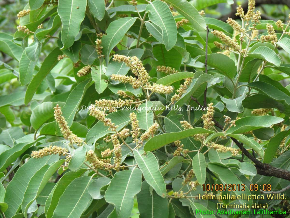 Medicinal Plants: Terminalia elliptica Terminalia alata Nalla maddi ...