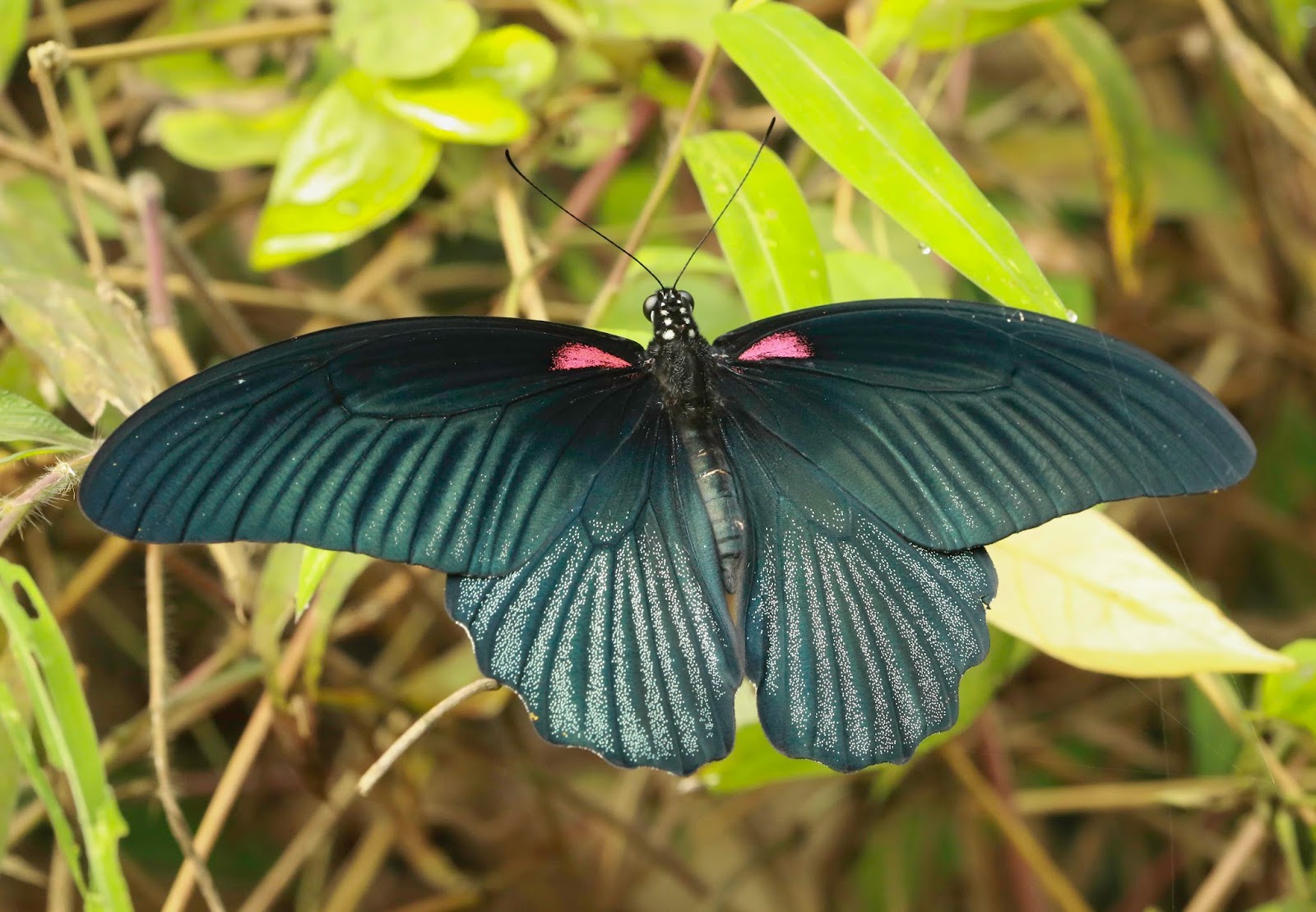 Butterflies of Vietnam: 146. Papilio memnon agenor (The Great Mormon)
