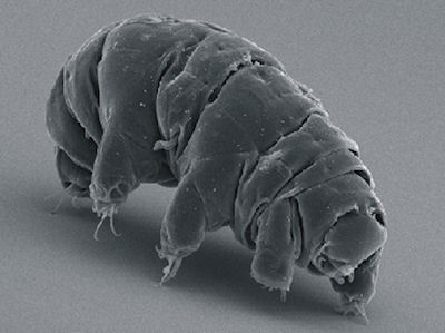 The Presurfer: The Biological Wonders Of Tardigrades
