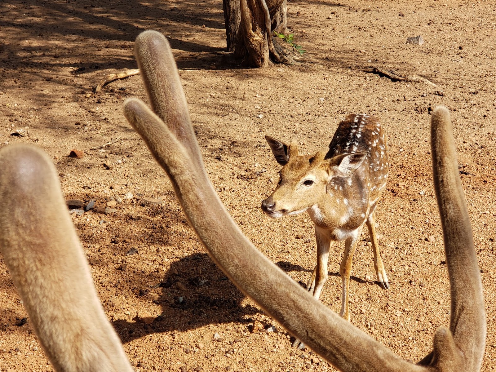 harimohan paruvu: Mrugavani National Park - Chilkur