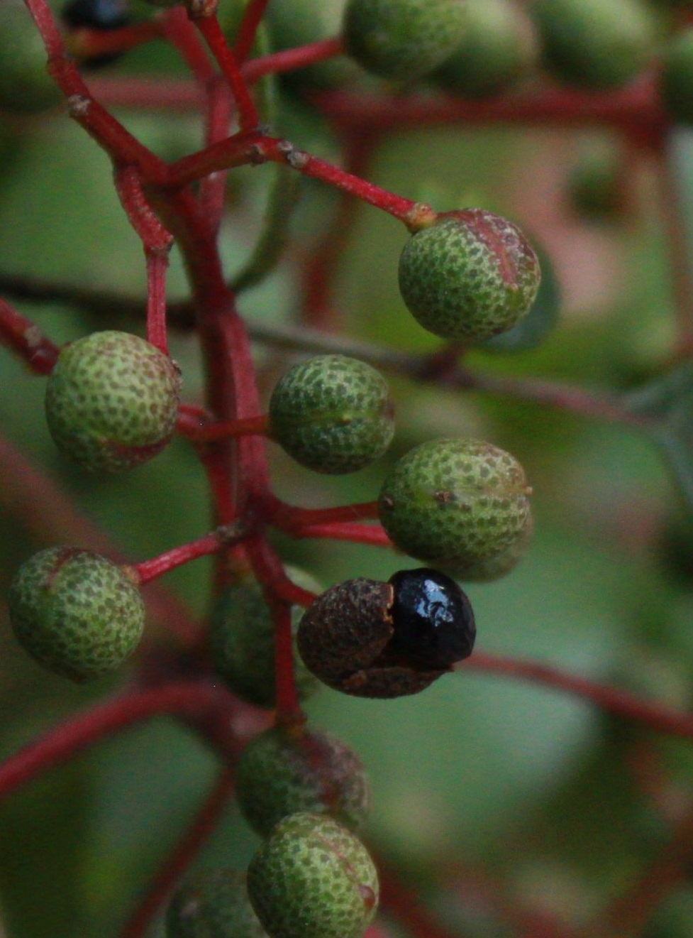 Centenary College Arboretum: Tree of the Week: Toothache Tree ...