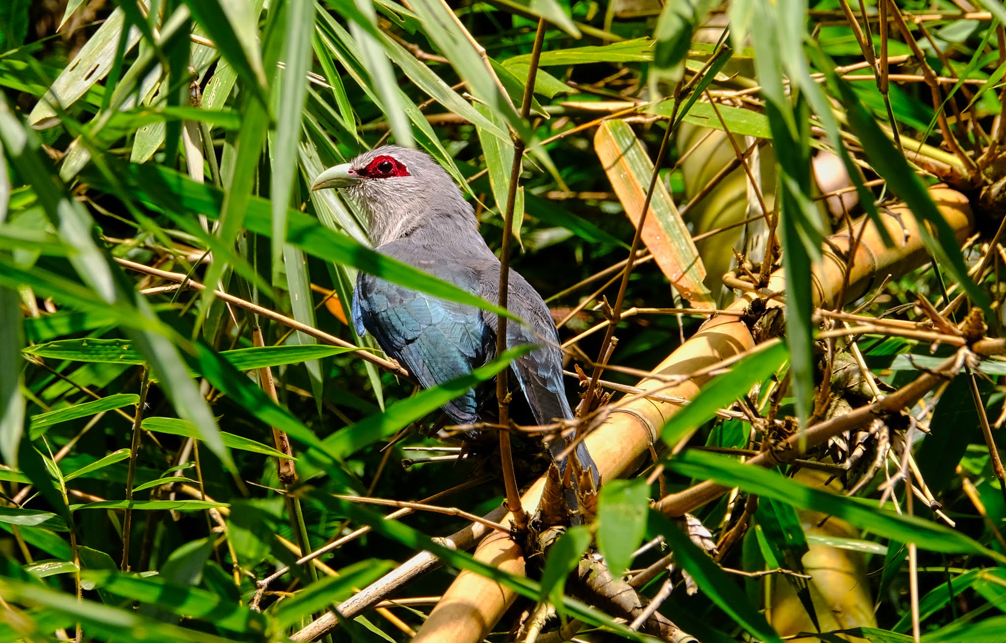 Mike is the name Birding is the game ( Birding in Malaysia - Malaysian ...