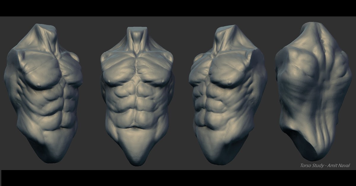 Torso Study