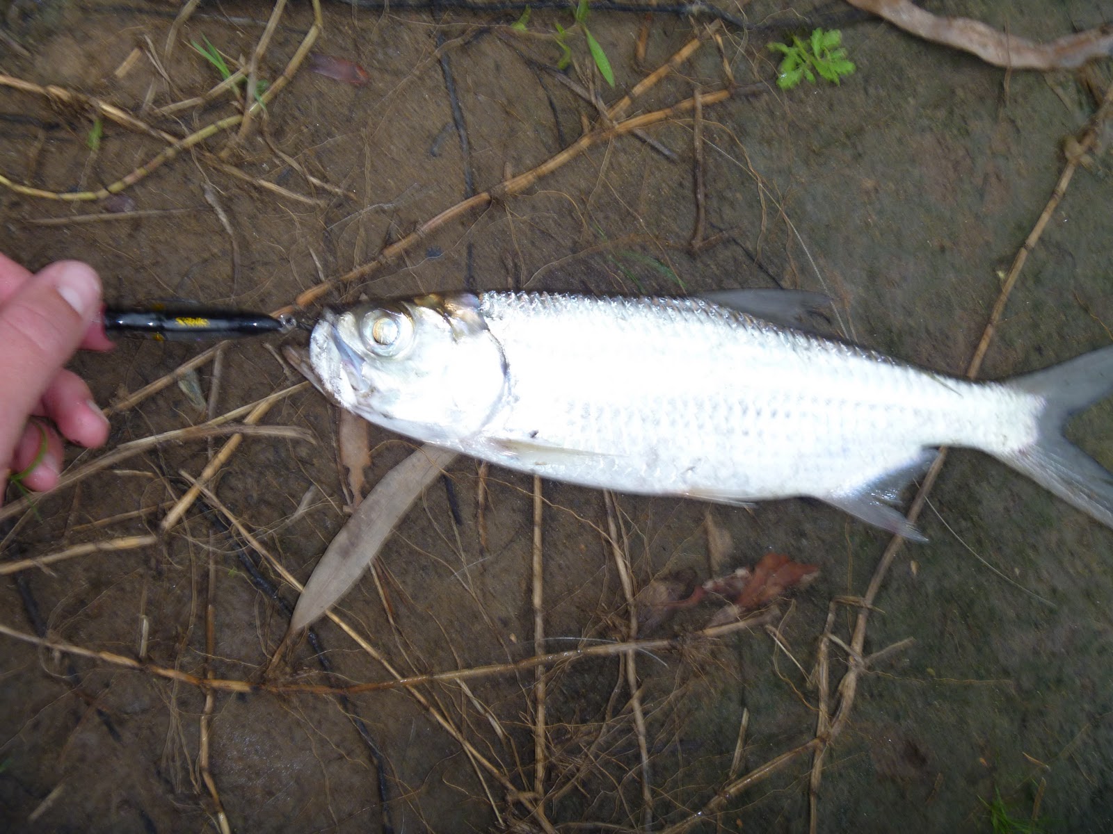 Clays Fanatic Fishing Trips: The First Fresh Barra