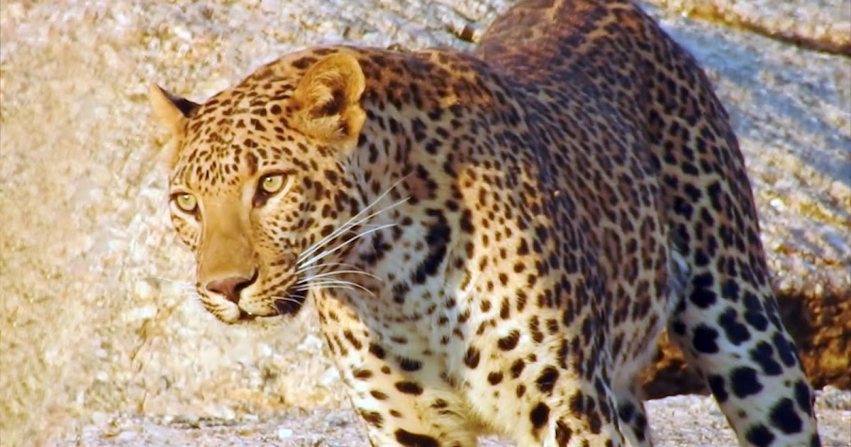 Jawai Leopard Safari Camp