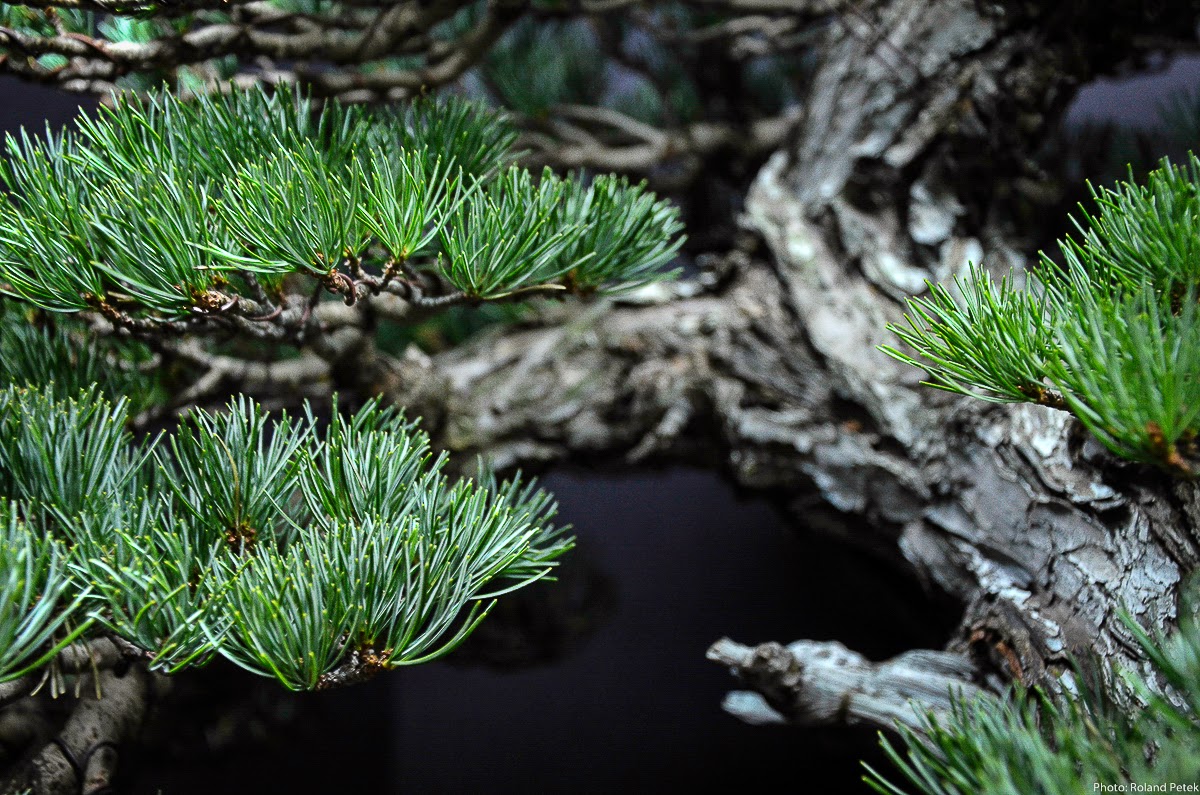 Bonsai Living Art Eda Uchi Kai Bonsai Ten 2013 Pinus Parviflora By